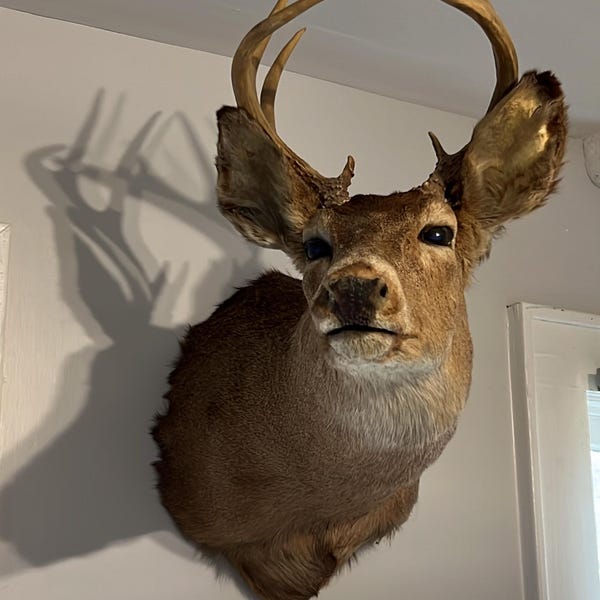 Dark Wide 5x4 Mule Deer Antler Horn Fake Skull Mount Taxidermy Rack Man ...