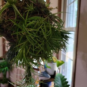 Neglecta Mini Air Plants Tillandsia, Air Plant, Indoor Plant, House ...