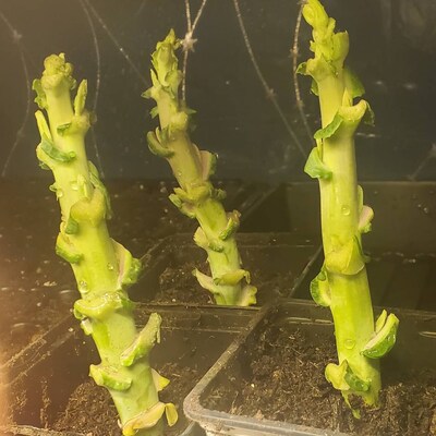 3 Merritt Tree Collard Cuttings - Etsy