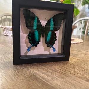 Preserved Scarab Beetle Anatomy Taxidermy Display - Etsy