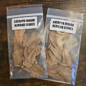 3-4 Inch Catappa Indian Almond Leaves Hermit Crab Food - Etsy