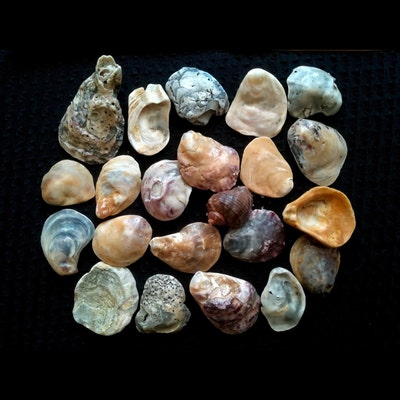 Fossil Shell of Sea Shellfish From the Aegean Sea, Marine Life Fossils ...