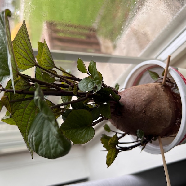 Japanese Purple Organic Sweet Potatoes Yam Potato Tubers Heirloom Non ...