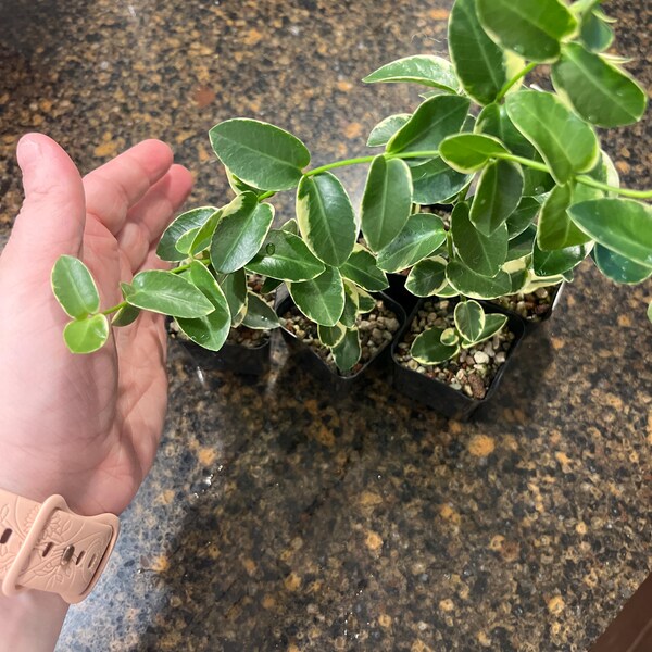 Hoya 'mathilde' (inner Variegated) | 2-inch | Exact Plant | Free Live ...