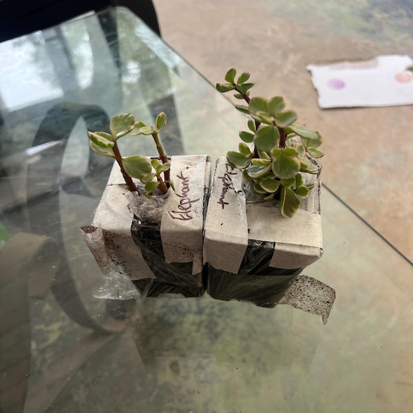SUPER SALE Variegated Pink Elephant Bush Portulacaria Afra Variegata ...