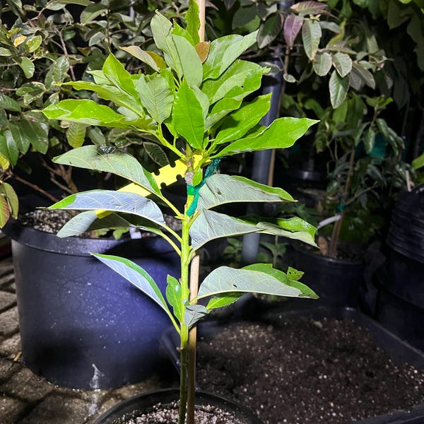 Grafted Pomelo Red Perfect Condition Unique Variety Fruit Trees Medium ...