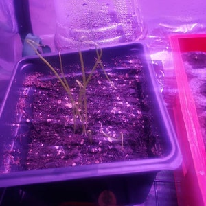 Rainbow Tree rainbow Eucalyptus 50 Seeds - Etsy