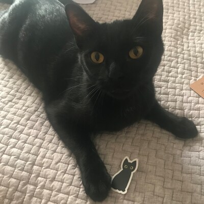 Croc Sticker Crocs White Crocs Waterproof - Etsy