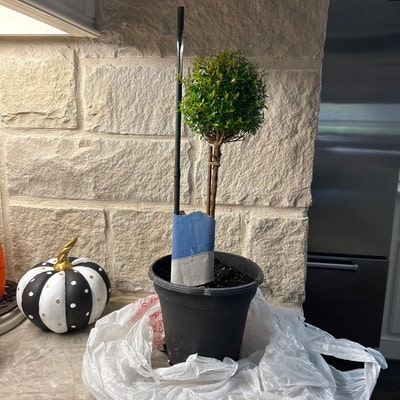 Variegated Scented Geranium Topiary 6 Pot Braids and - Etsy