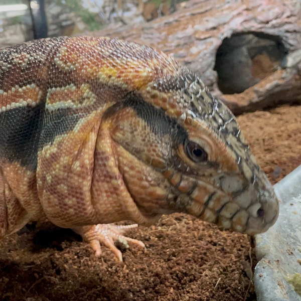 Tegu Sign Funny Tegu Sign Lizard Accessories Warning Sign Metal Sign ...