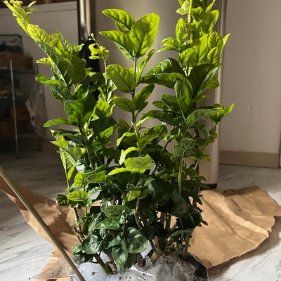 Necklace Pod Sophora Tormentosa TREE FORM 10 Inch Pot FREE Shipping ...