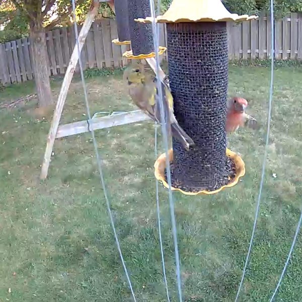 Protect Your Bluebird House From House Sparrows! Model SBG-BBHF for ...