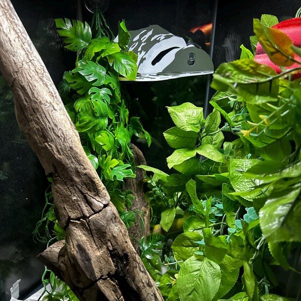 Mushroom Gecko Ledge | Crested and Gargoyle Gecko Feeding Ledge ...