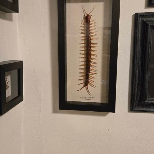Rare Calleta Silkmoth Framed Taxidermy Eupackardia Calleta - Etsy