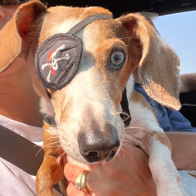 Custom Eye Patch for Dogs or Cats 100 % Cotton/ No Felt - Etsy