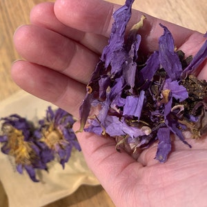 Dracaena Draco dragon Tree Seeds - Etsy