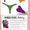 Heart Anatomy Printable Activity, Human Body Game, About Me, Heart ...
