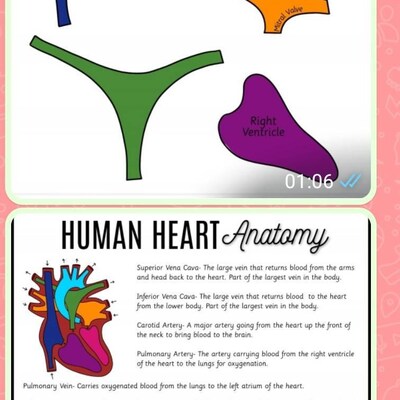 Heart Anatomy Printable Activity, Human Body Game, About Me, Heart ...