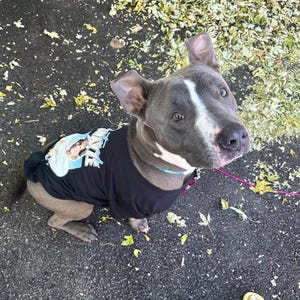 Jesus Terminator I'll Be Back T-shirt, Men's and Women's Sizes (JES ...