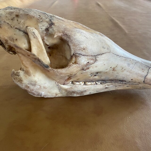 Taxidermyskulls - Etsy