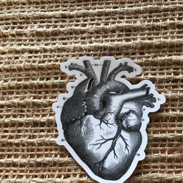 Anatomical Heart Sticker / Bumper Sticker / Vinyl Sticker / Vintage ...
