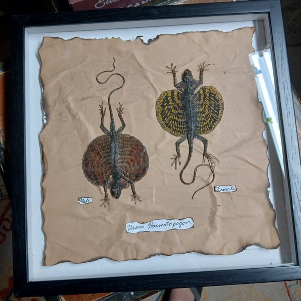 The GIANT Centipede (scolopendra Subspinipes) | Framed & Mounted ...