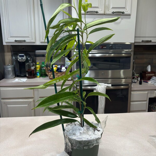 Marcus Pumpkin Avocado Tree , “cold Hardy” Grafted in 3 Gallons Pot, No ...