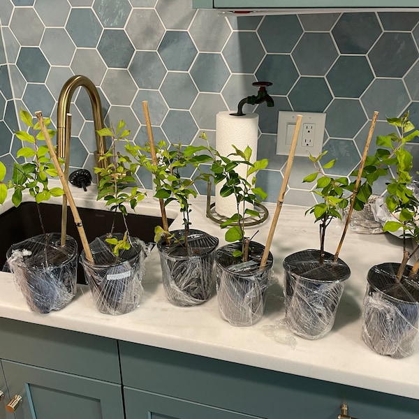 Purple Twilight Flowering Crape Myrtle Trees - Etsy