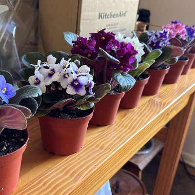 6 ZZ Plant Zamioculcas Zamiifolia Zee Zee Plant Aroid Palm - Etsy