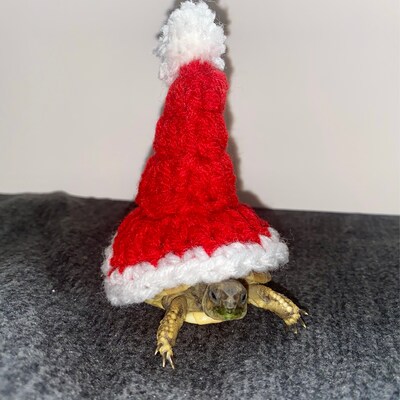 Crochet Santa Hat Turtle/tortoise Costume - Etsy