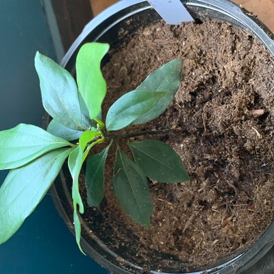 Bacuri Bacurizinho Garcinia Acuminata Mangosteen Tropical - Etsy