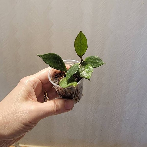 Hoya Irina Splash | Exact Rooted Plant | Houseplants | Tropical Plants ...
