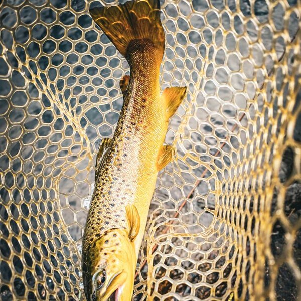 Pink Squirrel Flies, Tungsten Flies, (3 Pack) Fly Fishing Flies, Barbed ...