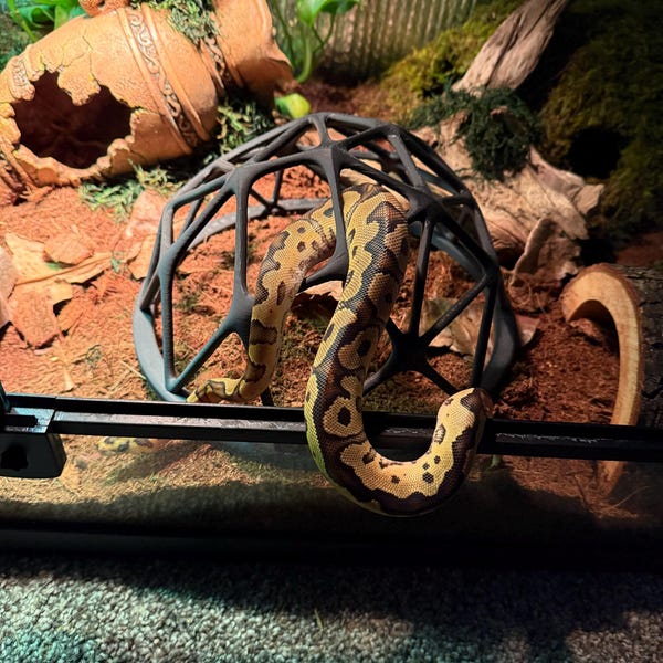 Reptile Jungle Gym/snake Climber/chameleon Climber/reptile Enrichment ...