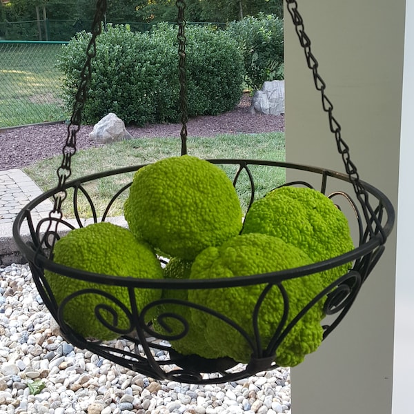 Concrete Home Decor Hedge Apple / Osage Orange / Horse Apple / Monkey ...