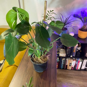 Monstera Deliciosa Split Leaf Plant 6 Pot Indoor & Outdoor Live ...