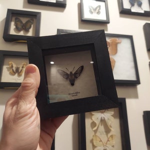 Rare Regal Swallowtail butterfly framed Papilio rex | Etsy