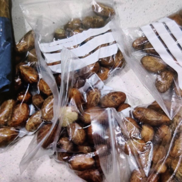 Bitter Kola Nut, Fresh Garcinia Kola - Organic African Orogbo 100g - Etsy