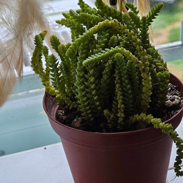 Giant Watch Chain, Princess Pine, Live Potted Succulent in 4" Pot - Etsy
