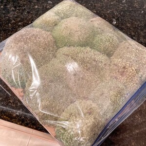 Star Moss Tortula Ruralis | Etsy