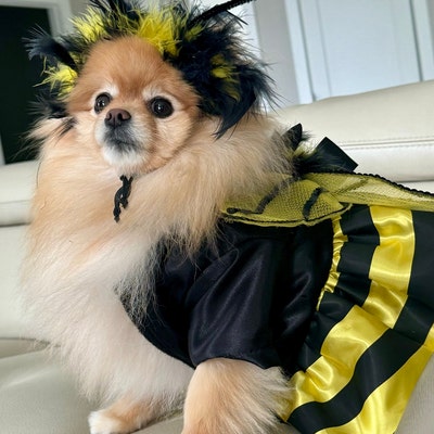 Dog Cleopatra Halloween Costume, Cleopatra Dog Costume, Puppy Cleopatra ...