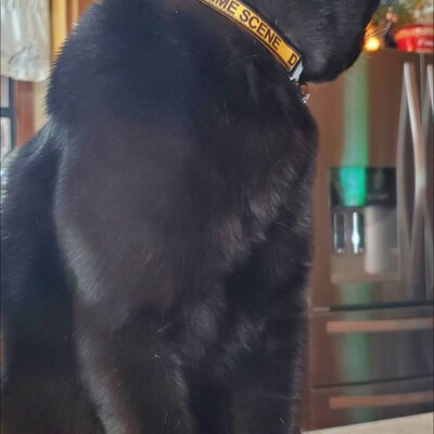 Crime Scene Halloween Breakaway Cat Collar - Etsy