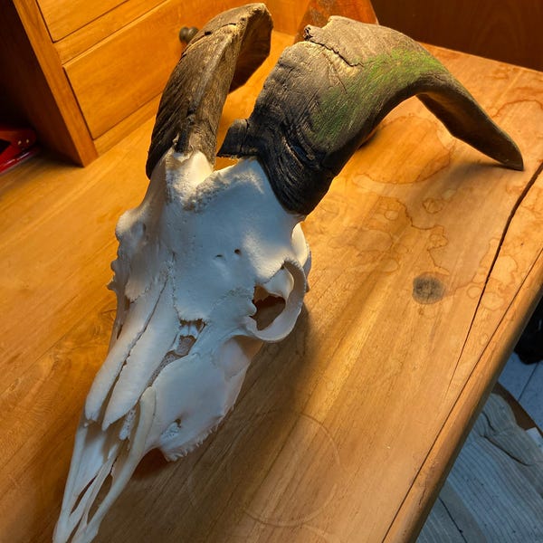 Real Young Goat Skull With Jaw, Perfectly Clean Animal Skull, Real ...