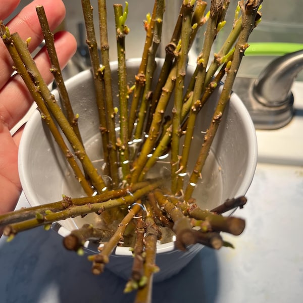 20 Trident Maple Bonsai Tree Seeds – Grow Acer Buergerianum – Japanese ...