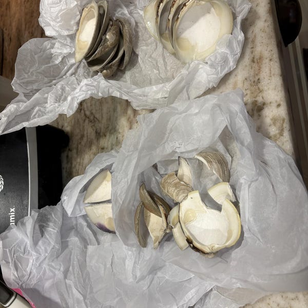 Natural Oyster Shells, Lot of 12, Cleaned 2.5”-4+”, Great for Crafts or ...