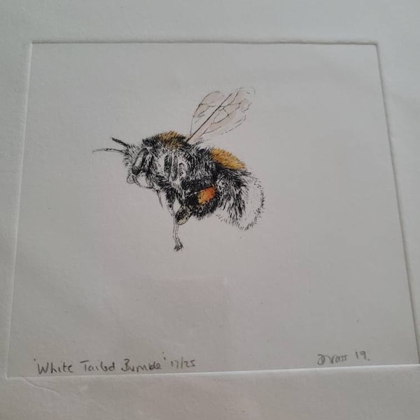 Jackdaw Linocut Original Print - Etsy