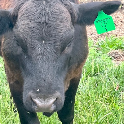 Train Badge Engineer Badge Conductor Badge Child's Play - Etsy