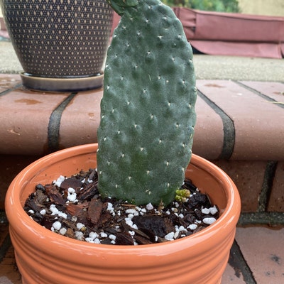 Opuntia Rubescens Road Kill Cactus Rare Succulent Live Smooth Cacti ...