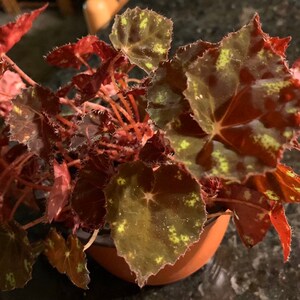 Begonia Kit Kat Live Plant - Etsy