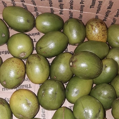 Fresh Dwarf June Plums 5 Lbs Always Freshly Picked 5 Lbs Pre Orders ...